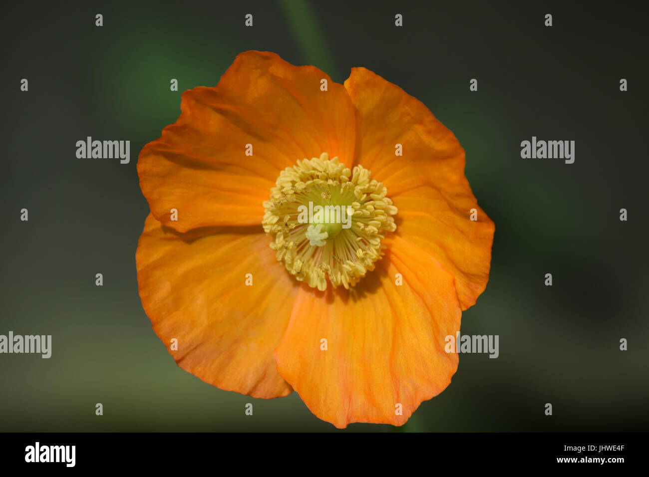 Yellow Welsh poppy Stock Photo - Alamy