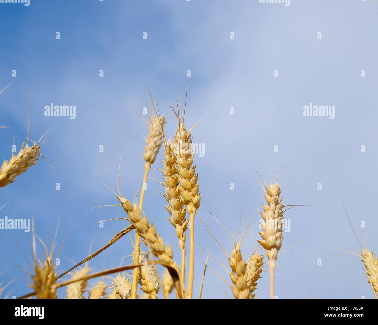 Mature wheat spikes background hi-res stock photography and images - Alamy