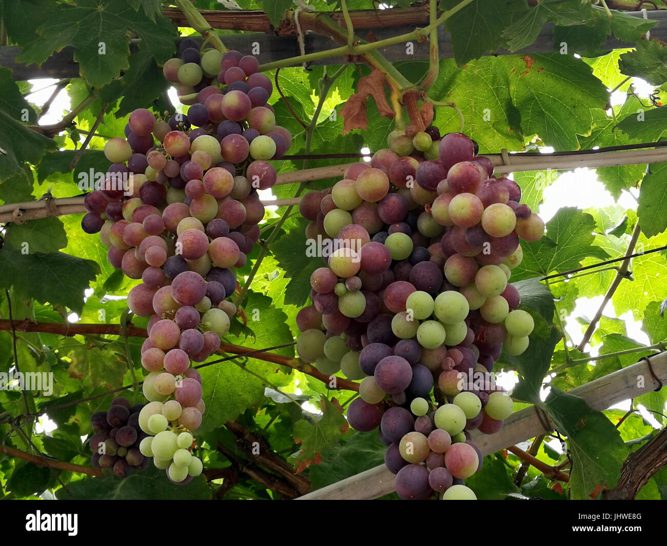 Clusters of red grapes on vine Stock Photo - Alamy