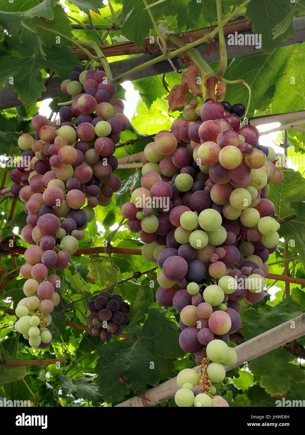 Clusters of red grapes on vine Stock Photo - Alamy