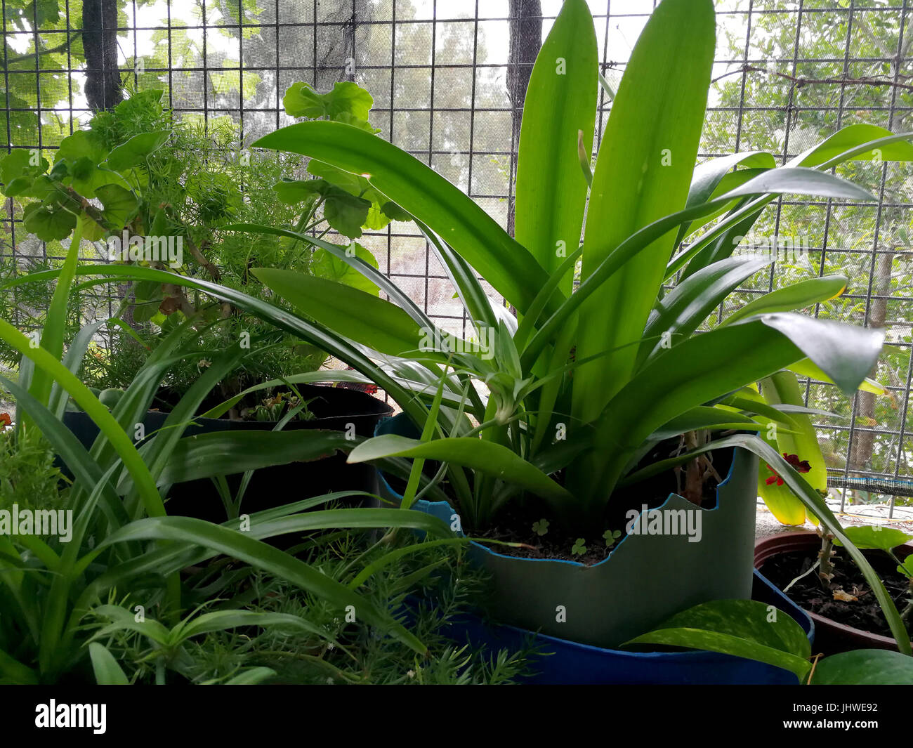 Green rustic garden Stock Photo - Alamy