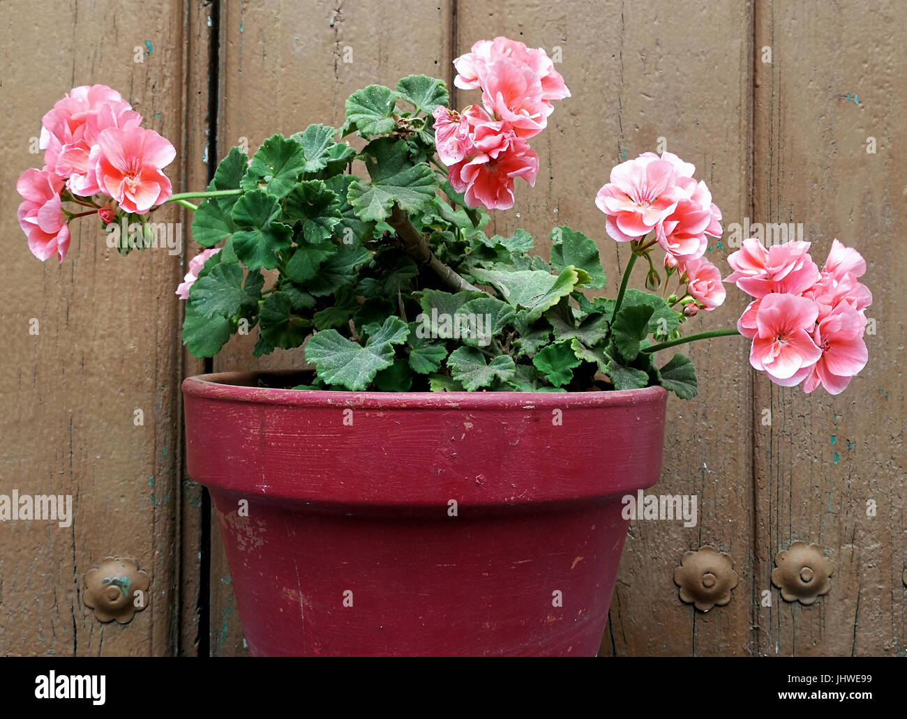 Geraniums in a pot of clay on an ancient door Stock Photo - Alamy