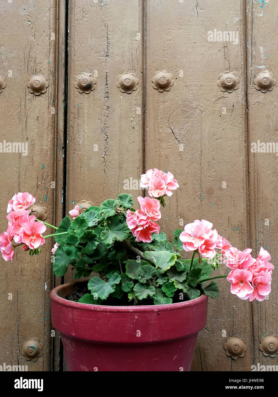 Geraniums in a pot of clay on an ancient door Stock Photo - Alamy