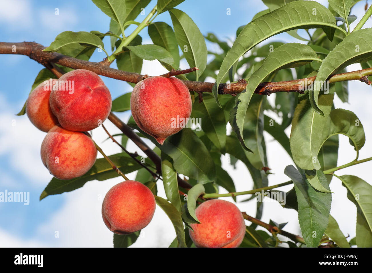 Summer peach orchard hi-res stock photography and images - Alamy