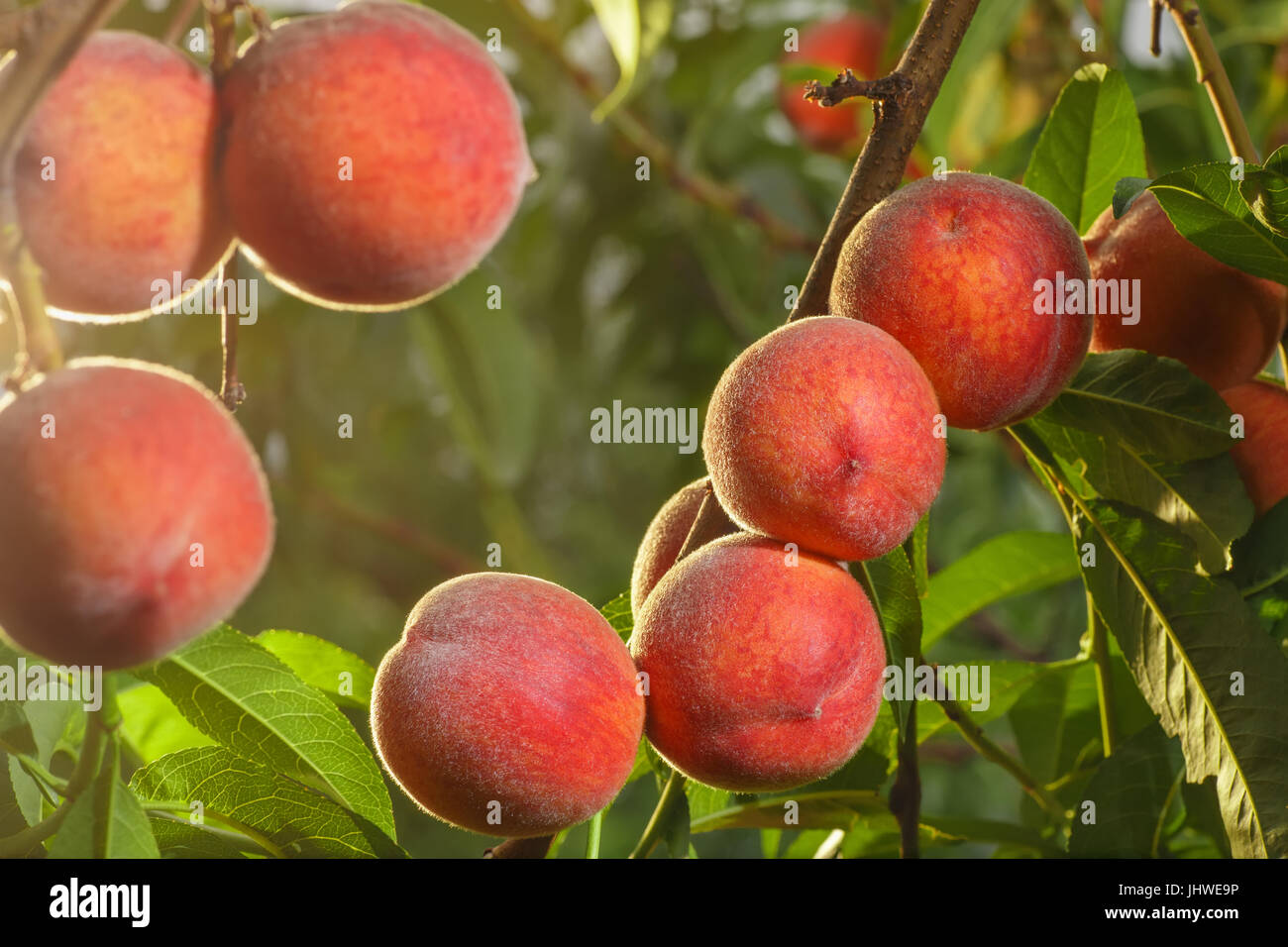 ripe peaches in garden Stock Photo - Alamy