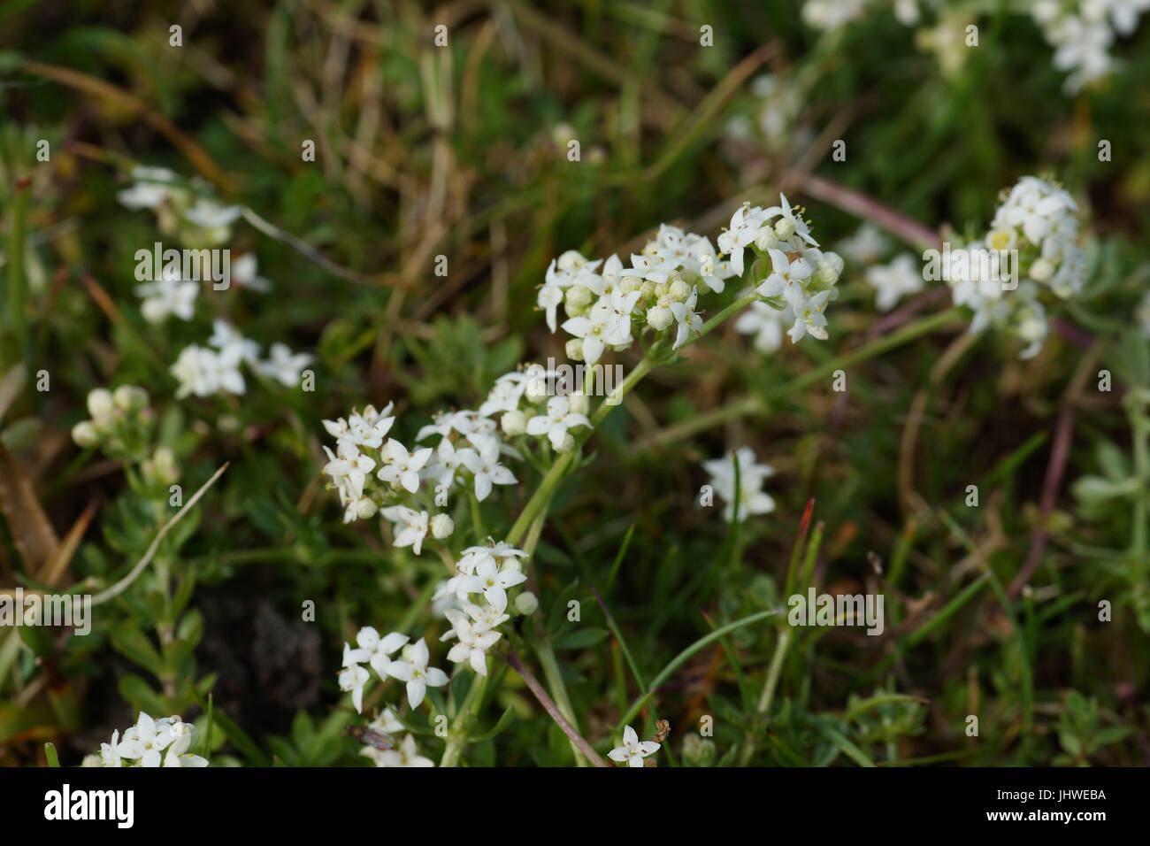 Galium saxatile (Heath Bedstraw Stock Photo - Alamy