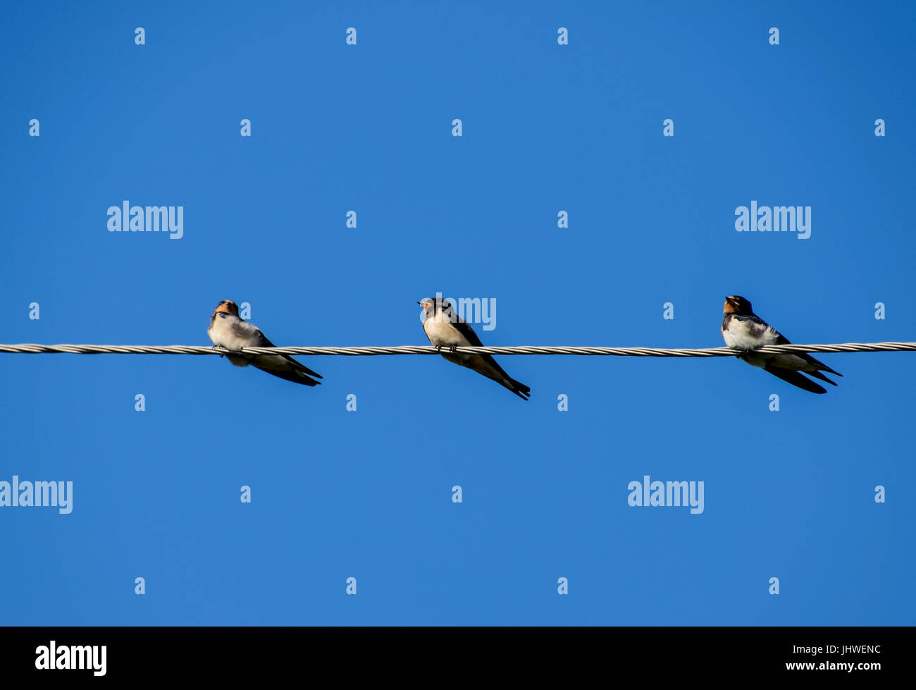 Small group barn swallows hi-res stock photography and images - Alamy