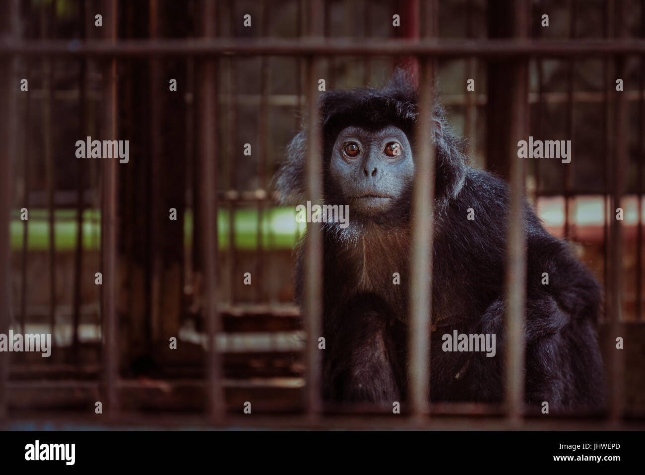 monkey in a cage Stock Photo - Alamy