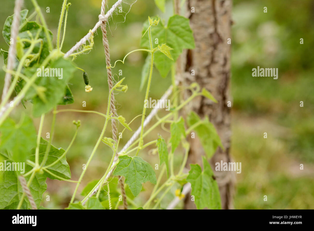 Tiny cucamelon fruit with flower. The melothria scabra is a leafy vine ...