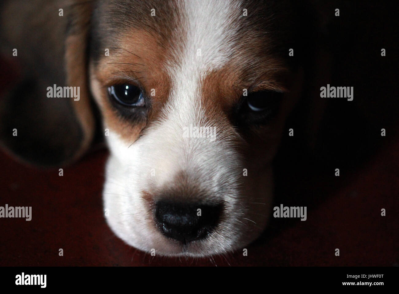 Beagle puppy closeup Portrait Stock Photo - Alamy