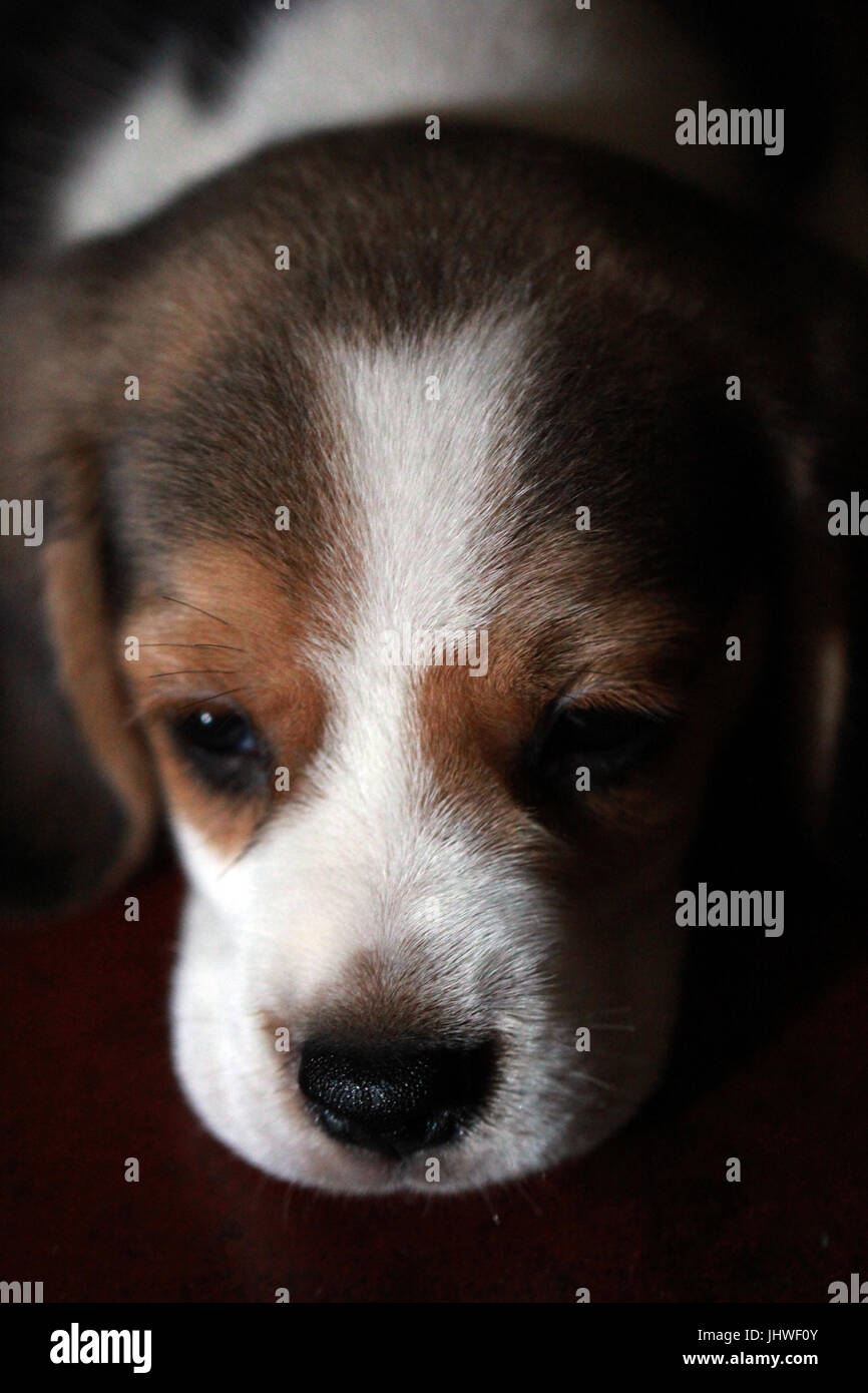 Beagle puppy closeup Portrait Stock Photo - Alamy