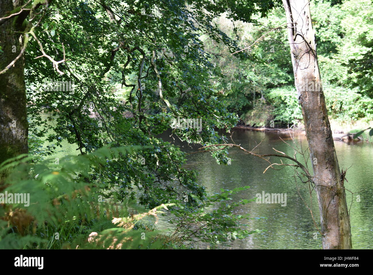 Past the trees, River Ayr Stock Photo - Alamy