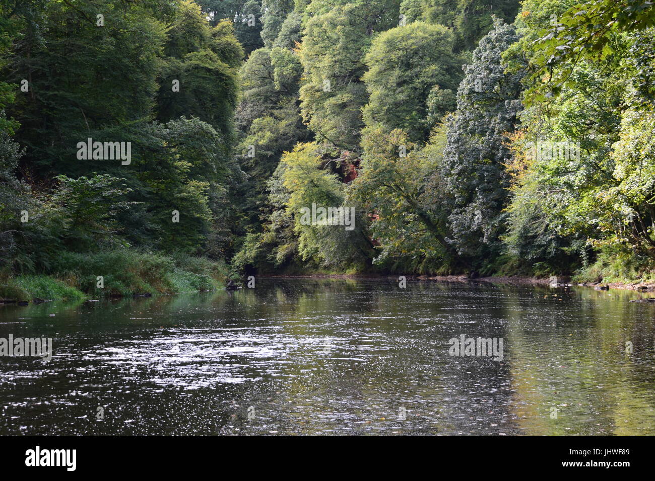 River Ayr, tree lined Stock Photo - Alamy