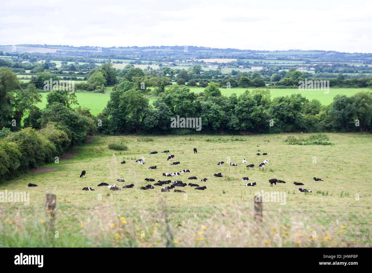 Field full of cows hi-res stock photography and images - Alamy