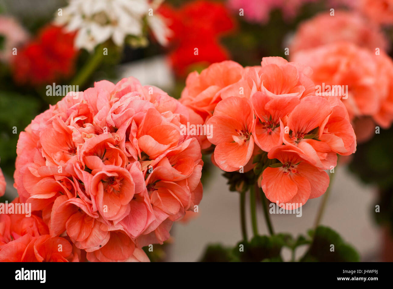 Orange pink flowers geranium hi-res stock photography and images - Alamy