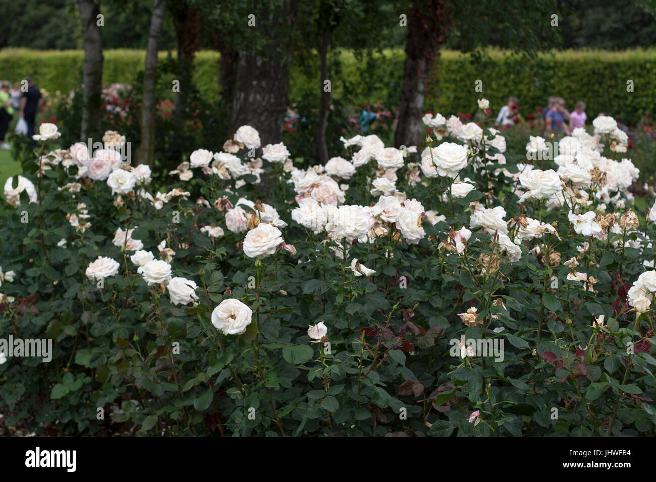 Large lush display rose bushes park in late spring, st annes park ...