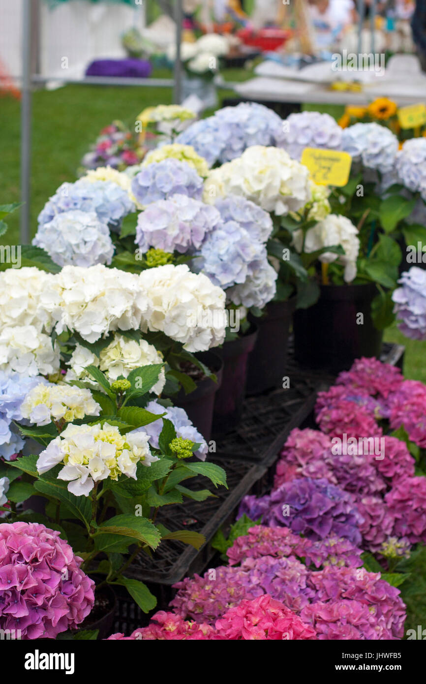 Cream hydrangea hi-res stock photography and images - Alamy