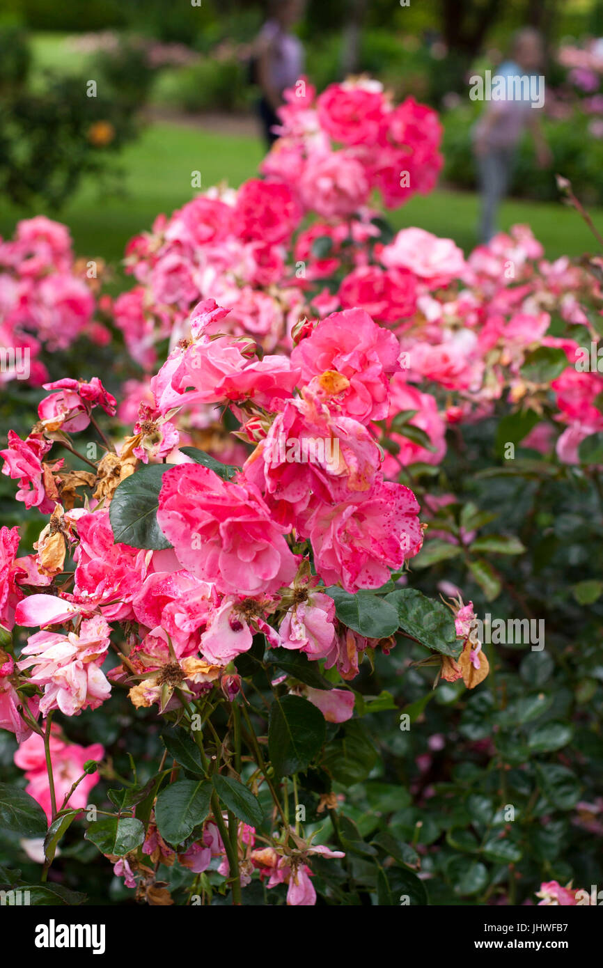 Large lush display rose bushes park in late spring, st annes park ...