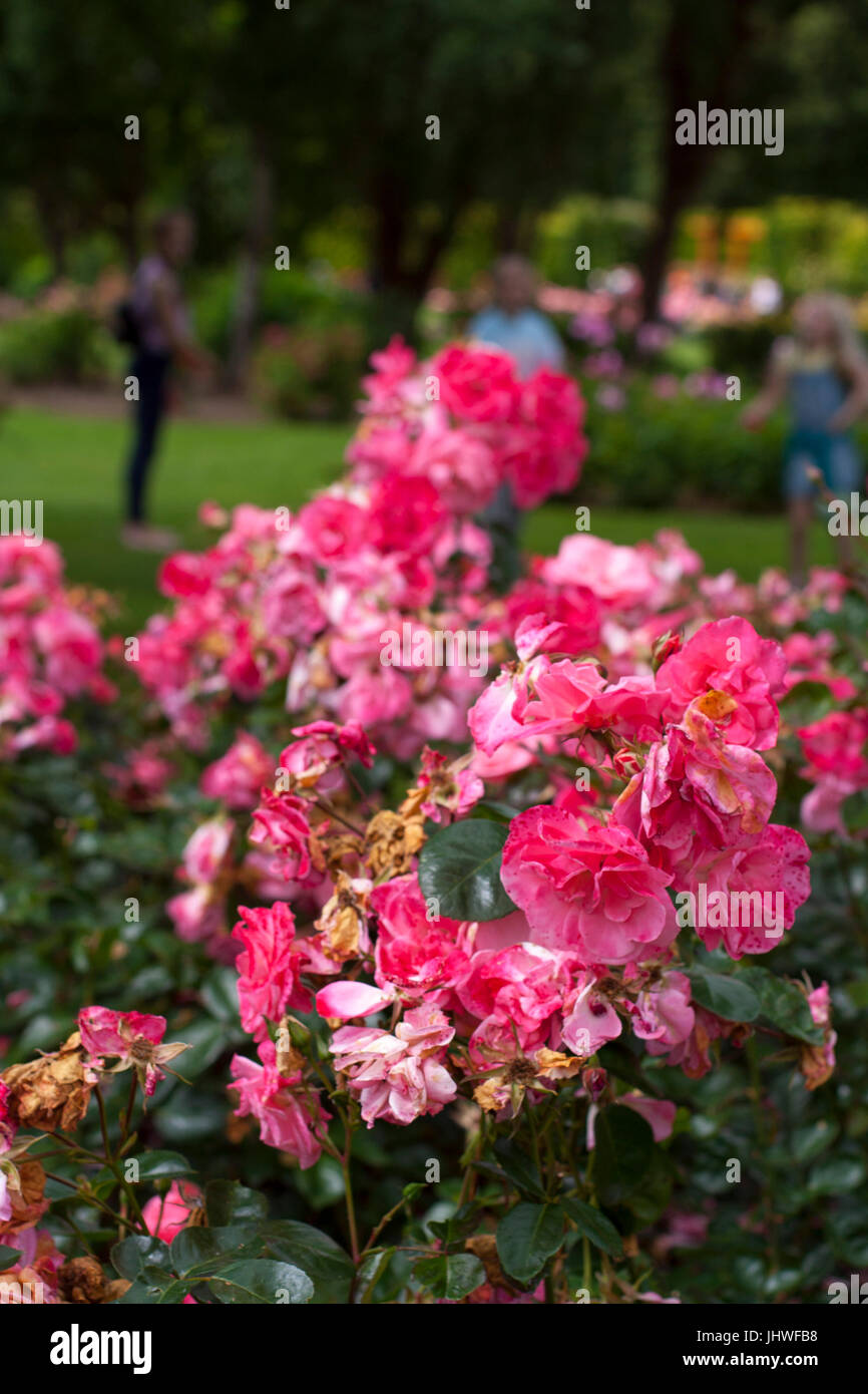 Large lush display of rose bushes in bloom in the park in late spring ...