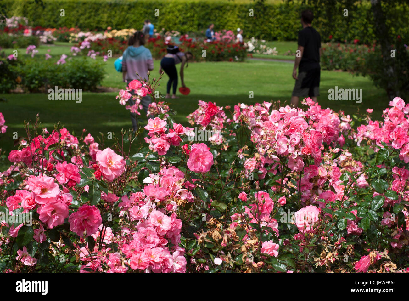 St annes rose garden hi-res stock photography and images - Alamy