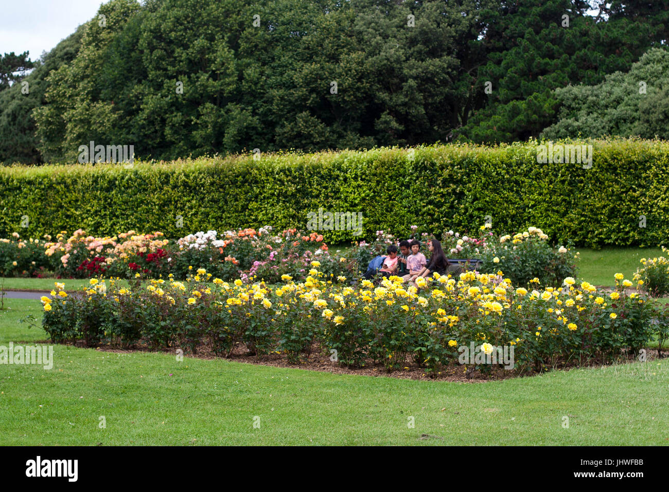 Large lush display of rose bushes in the park in late spring, st annes ...