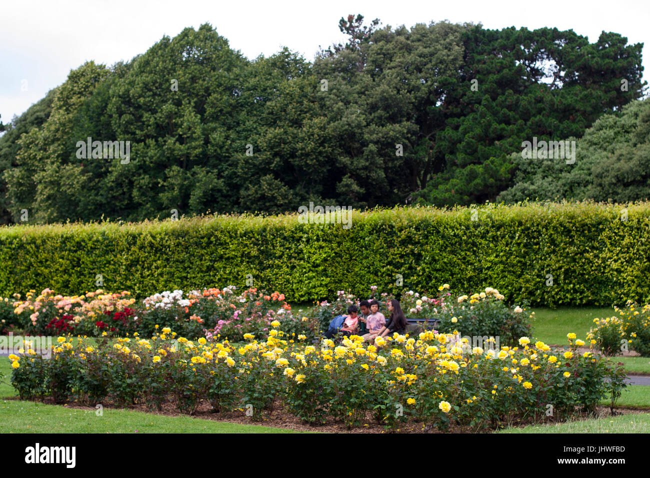 Large lush display of rose bushes in the park in late spring, st annes ...