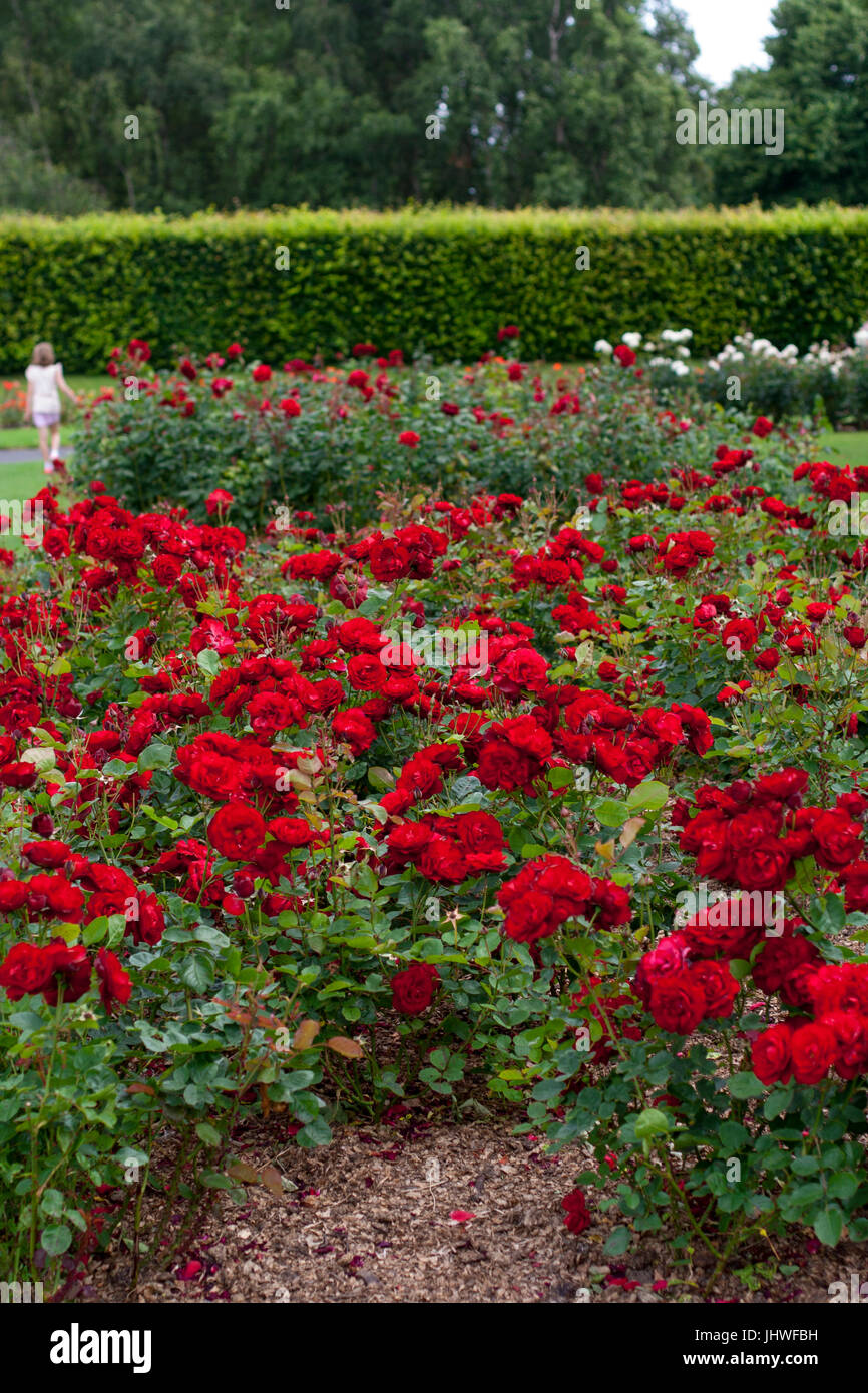Large lush display of red rose bushes in the park in late spring, st ...
