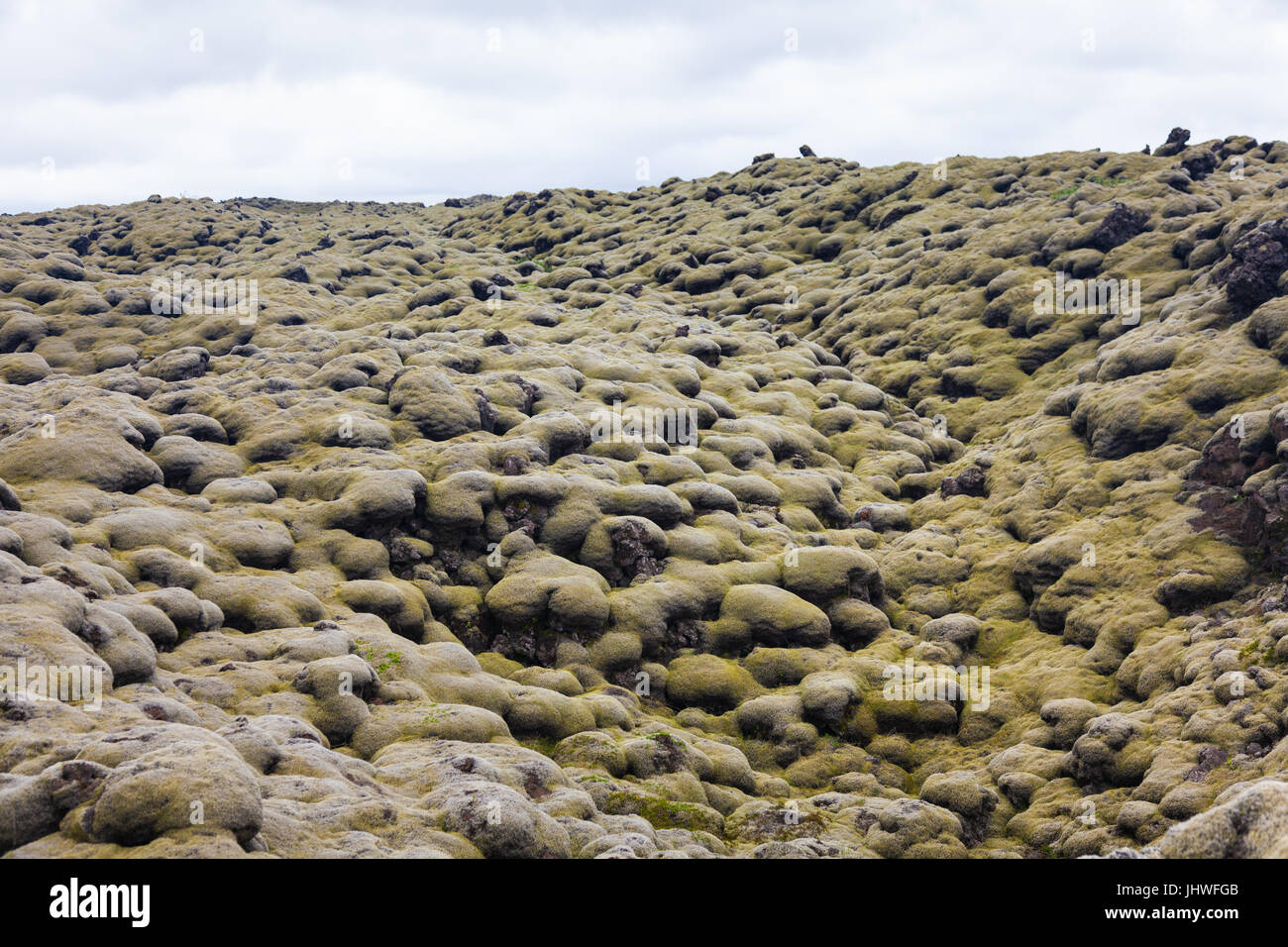 Moss growth on a lava field resulting from an eruption in 1783 on ...