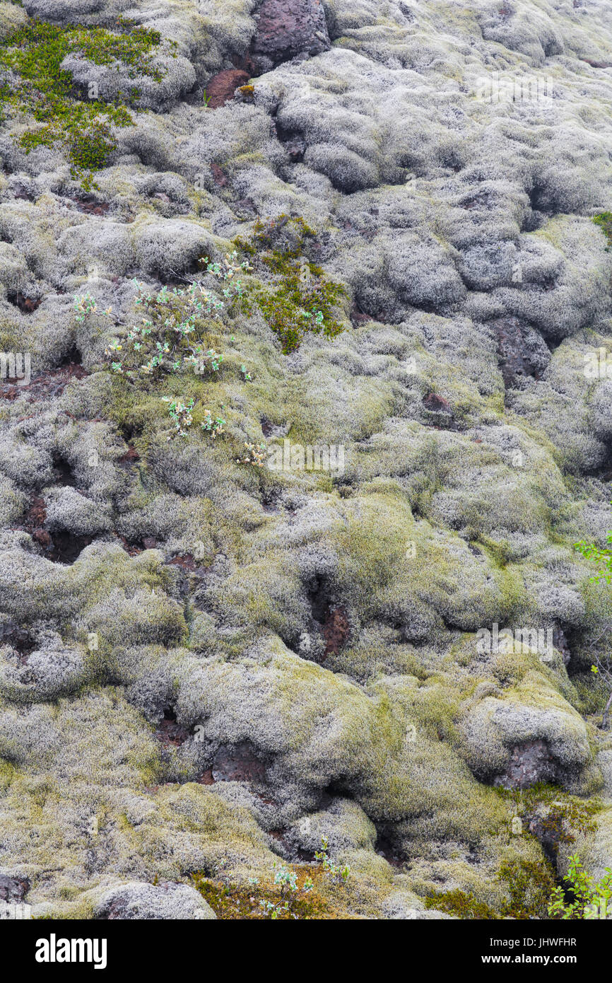 Moss growth on a lava field resulting from an eruption in 1783 on ...