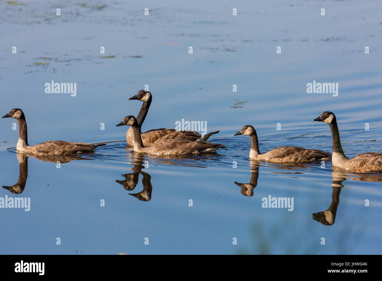 Adult and young geese hi-res stock photography and images - Alamy