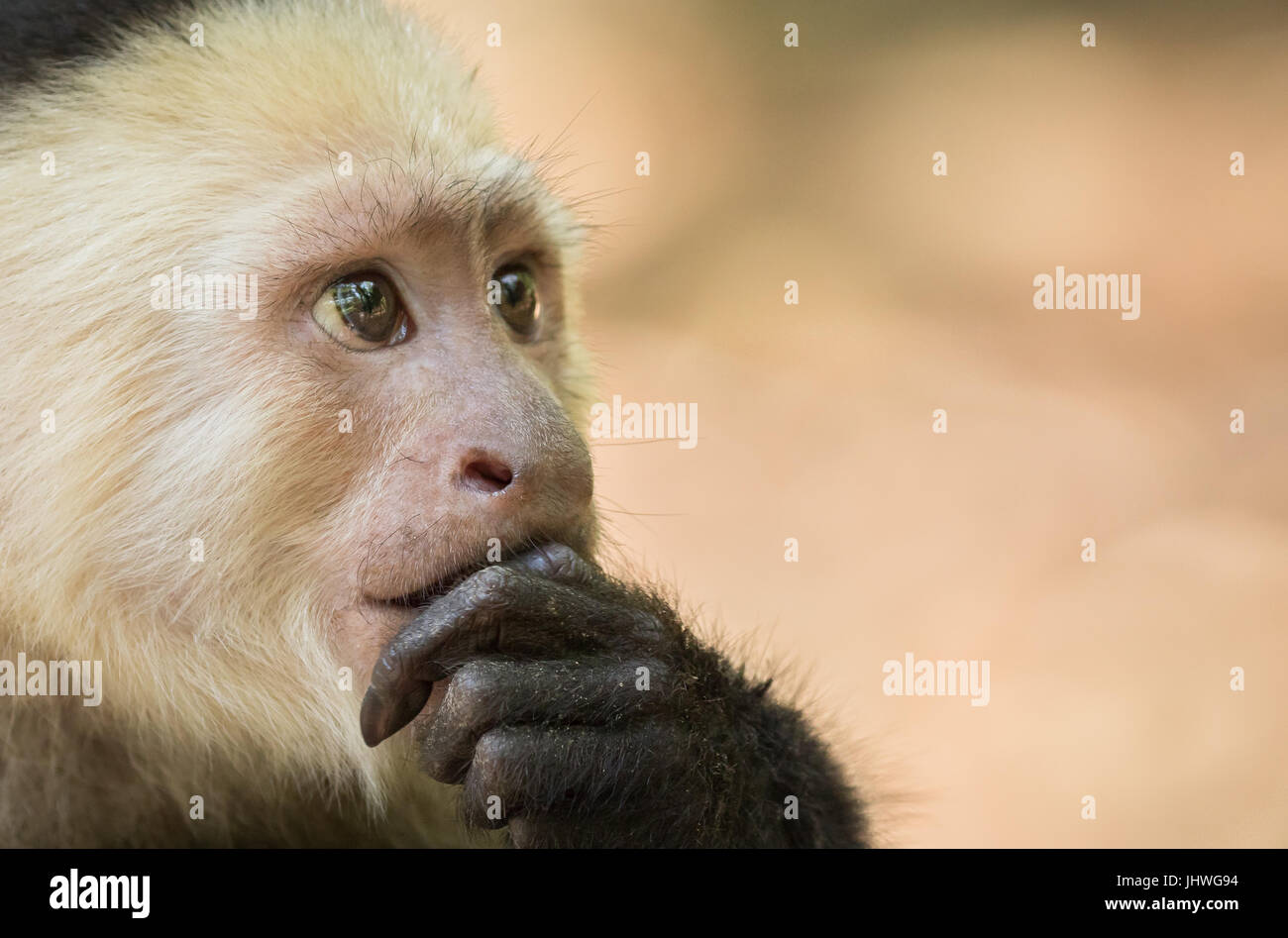 This Capuchin Monkey looks very innocent as it bites a nut on the ...