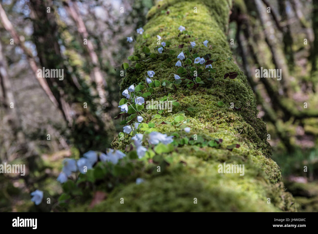 White bell flower growing on the moss of a fallen tree in a wood Stock ...