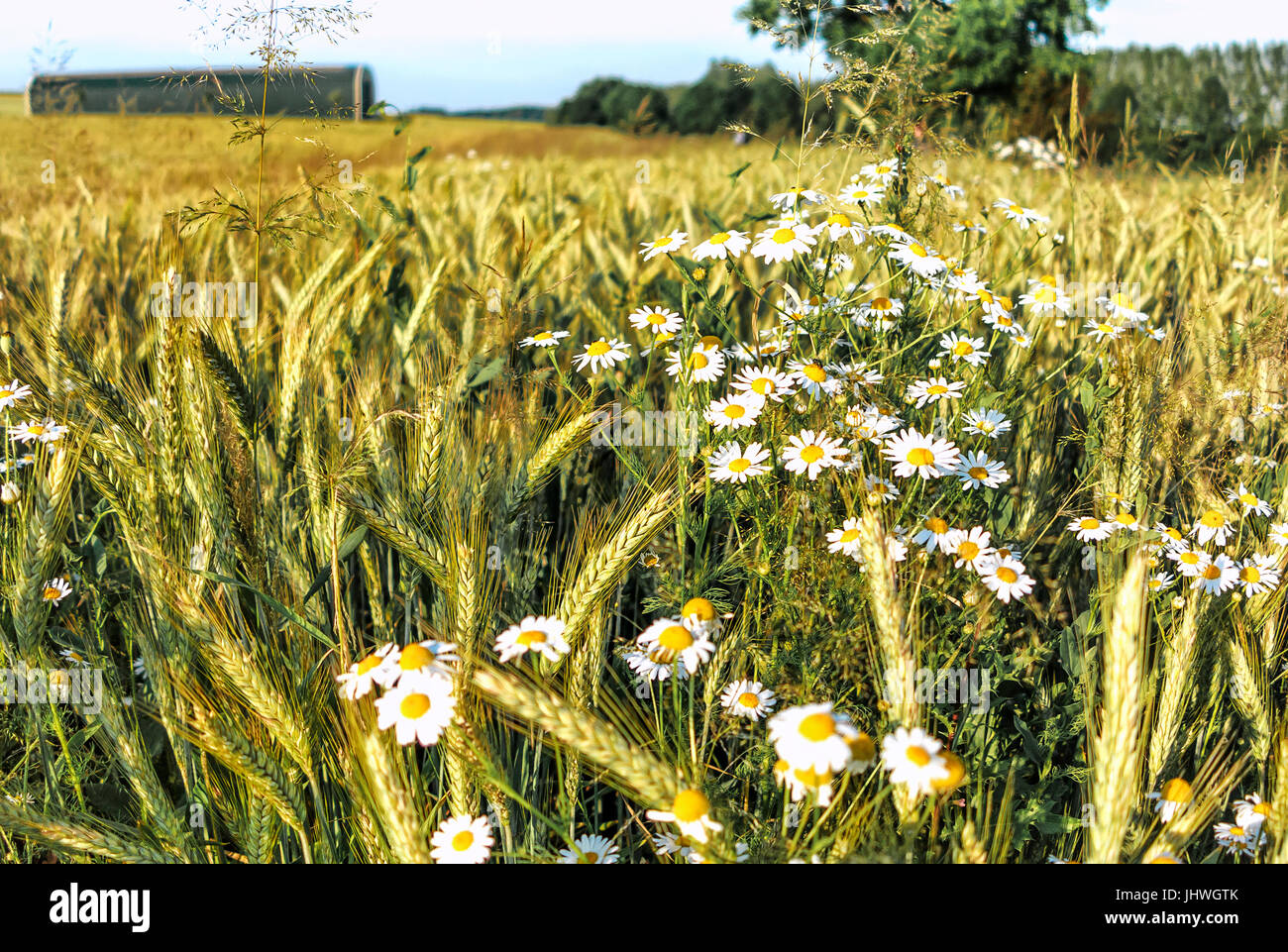 German wheat field hi-res stock photography and images - Alamy