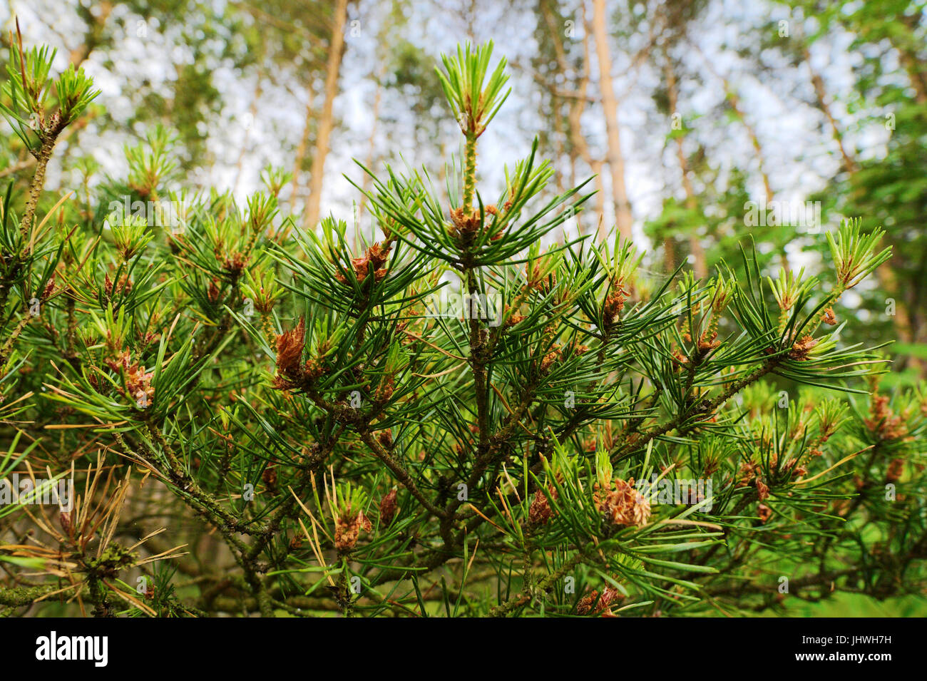 New growth on Scots or Scotch pine Pinus sylvestris tree branches ...