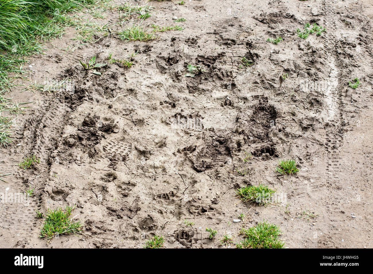 loose wet soft muck with tracks and footprints Stock Photo - Alamy