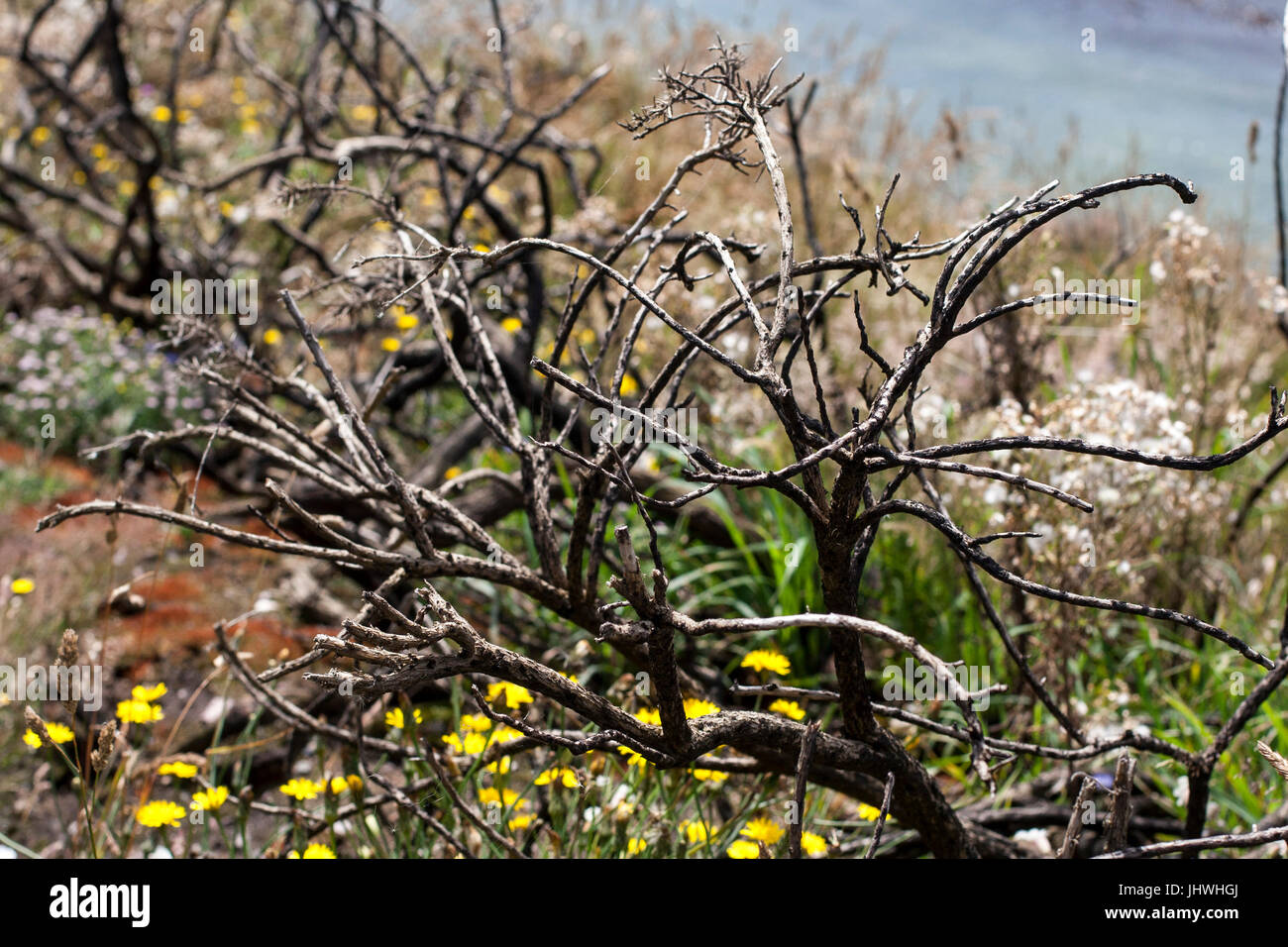 Gorse fire hi-res stock photography and images - Alamy