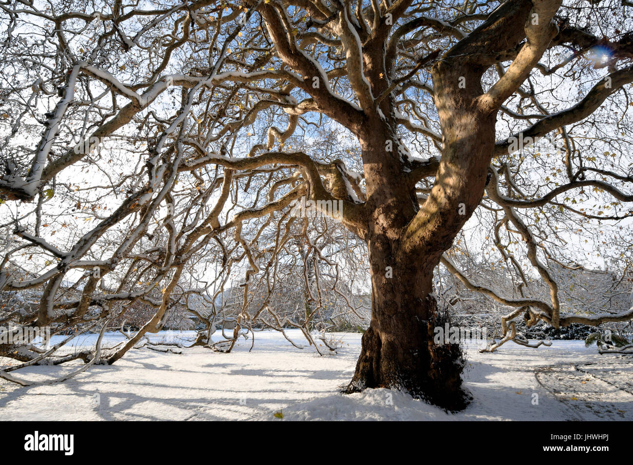 Oriental plane tree hi-res stock photography and images - Alamy