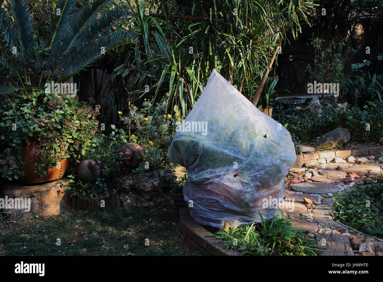Weather sensitive garden plants are covered with fabric during the ...