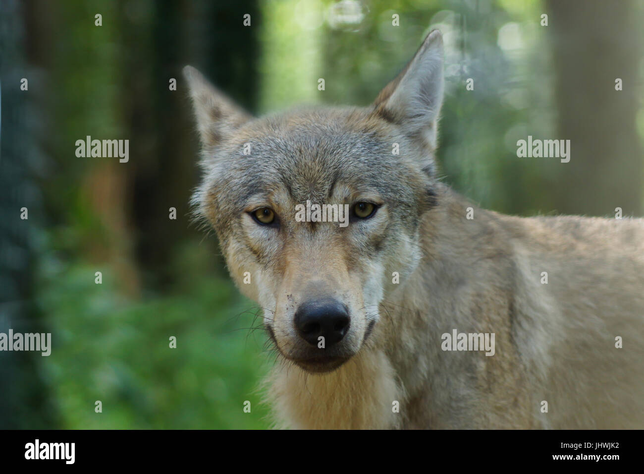 Pack Of Vicious Wolves