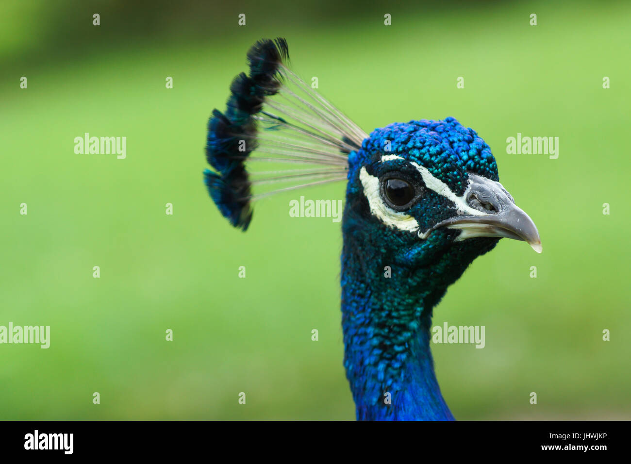 A headshot of a blue male peacock (Indian Pefowl, Pavo Cristatus) at ...