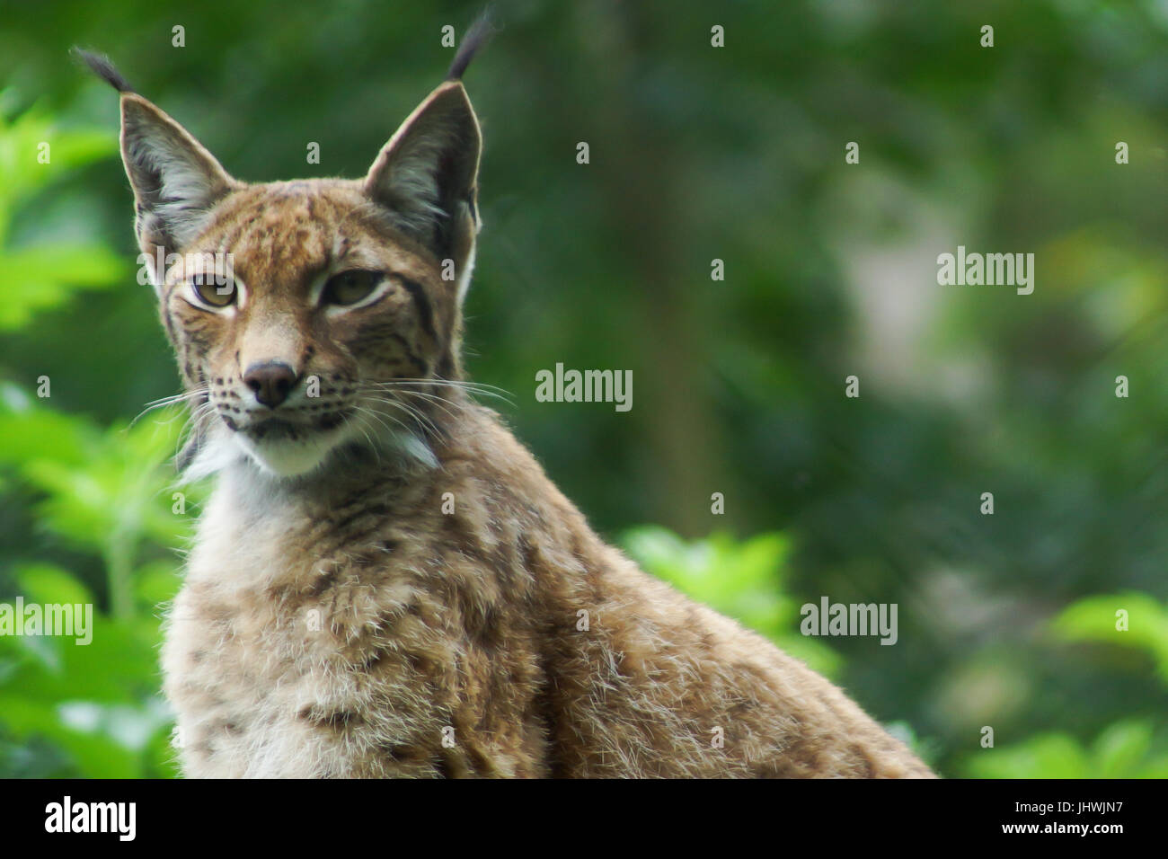 A Eurasian Lynx sitting on a tree branch at Devon's Escot park Stock ...
