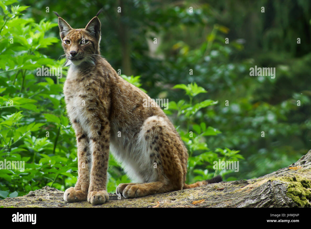 A Eurasian Lynx sitting on a tree branch at Devon's Escot park Stock ...