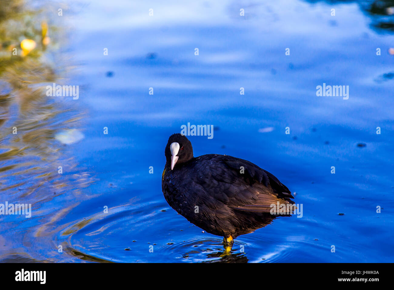Black river bird hi-res stock photography and images - Alamy