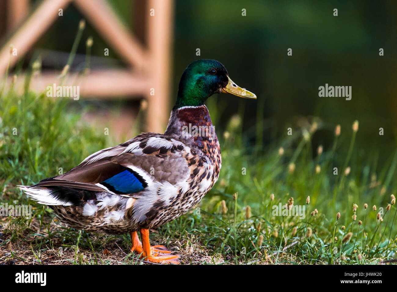 Duck standing up hi-res stock photography and images - Alamy