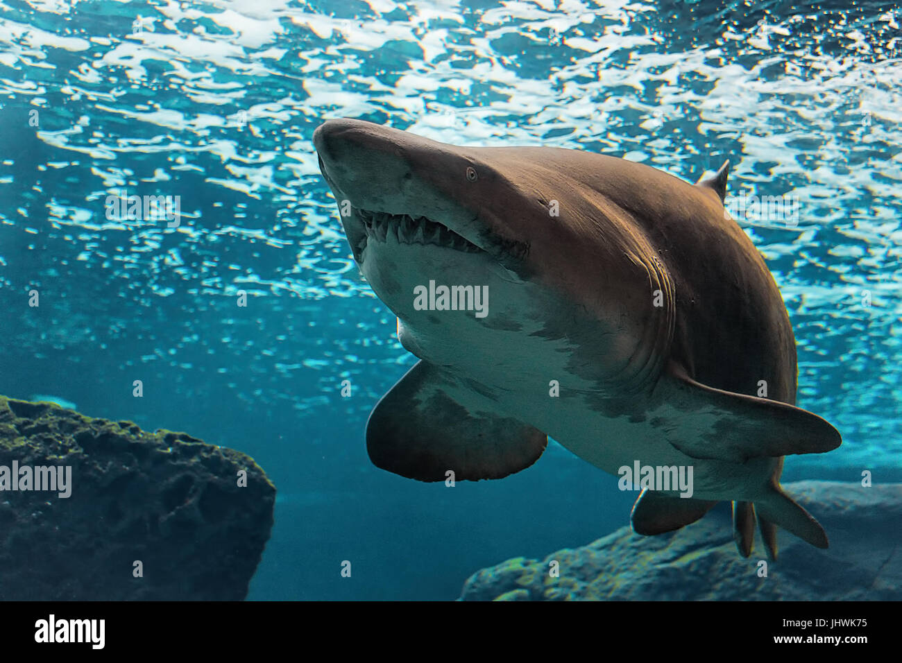 Big dangerous shark portrait Stock Photo - Alamy