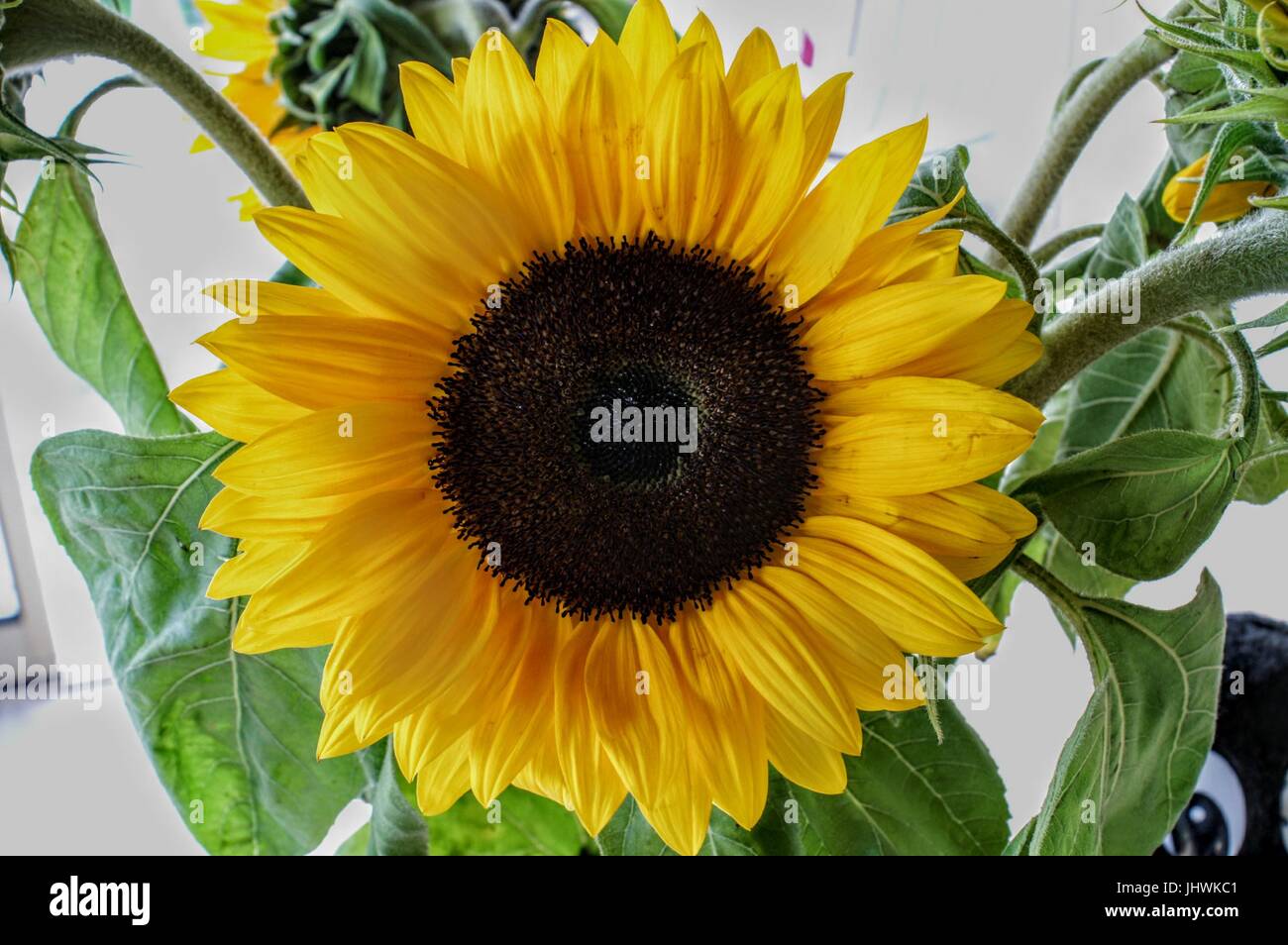 Beautiful sunflower close-up Stock Photo - Alamy
