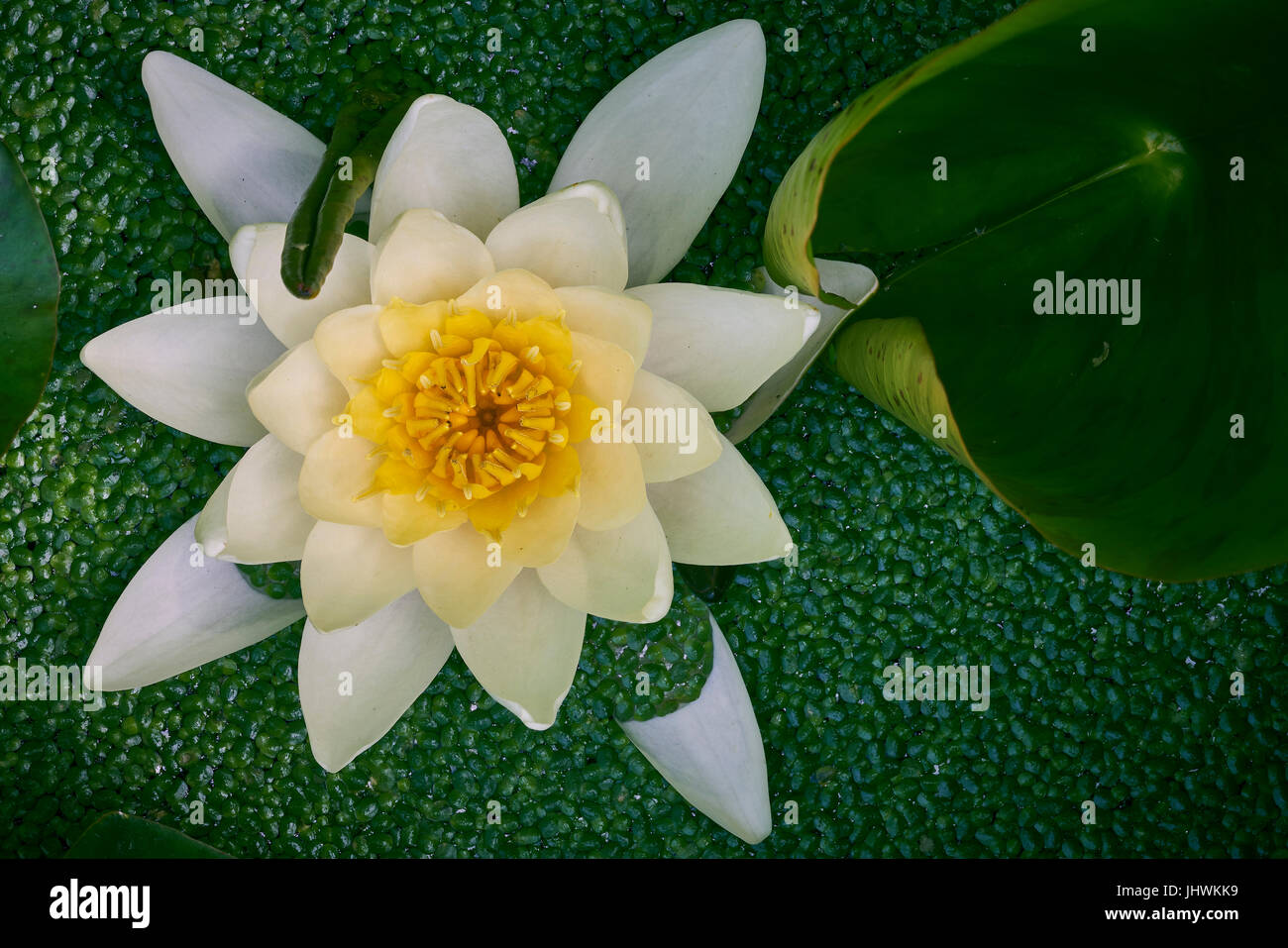White water lily flower from above Stock Photo - Alamy