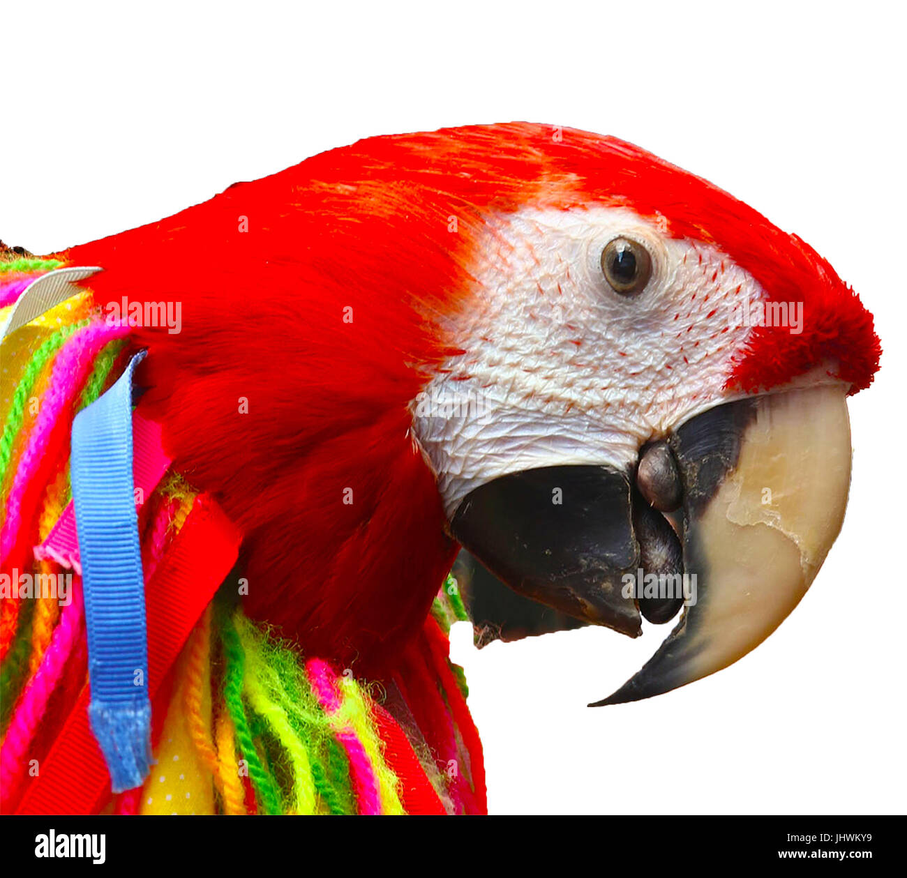 Side view bright red parrot hi-res stock photography and images - Alamy