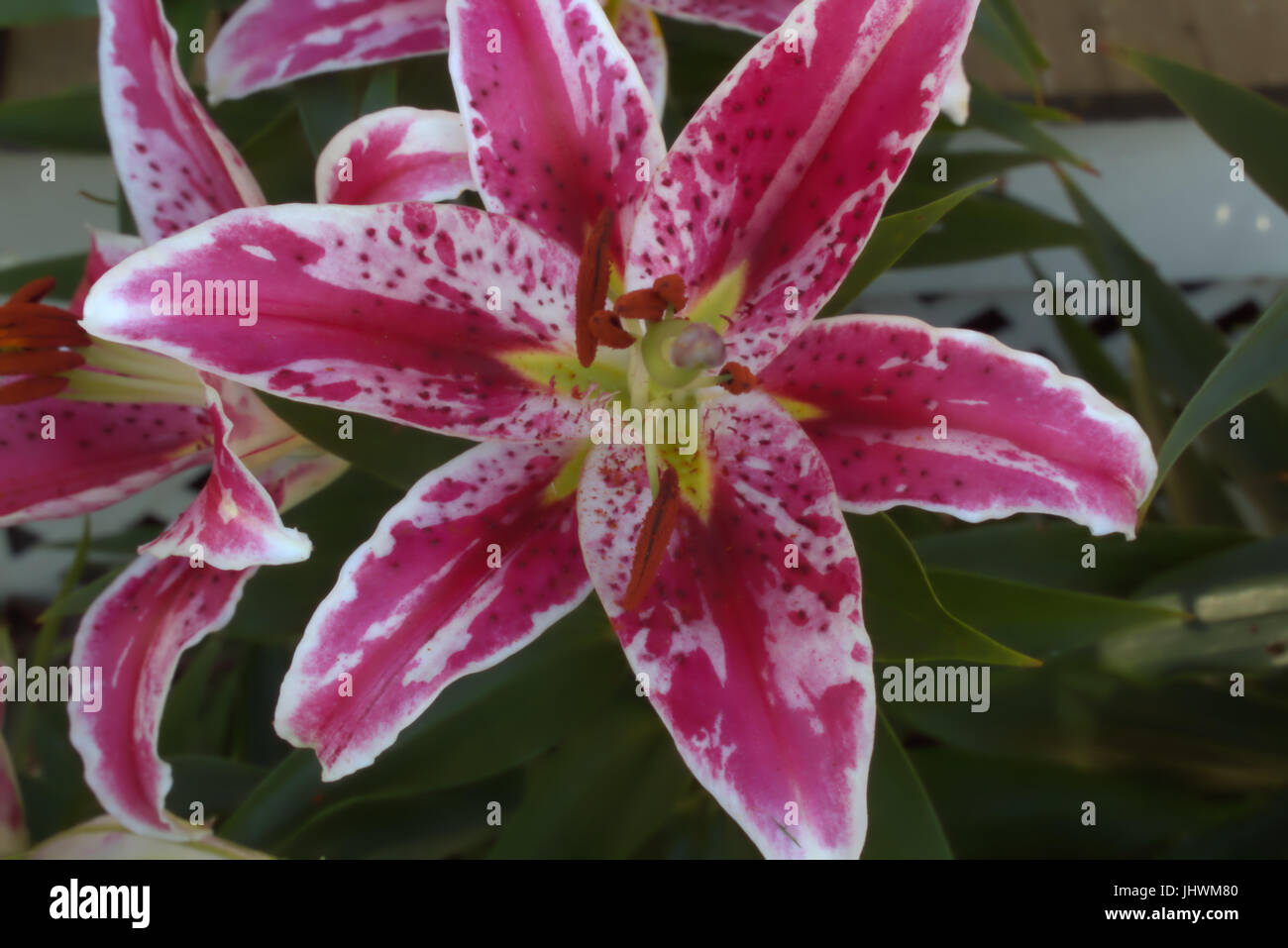 Stargazer lily hi-res stock photography and images - Alamy