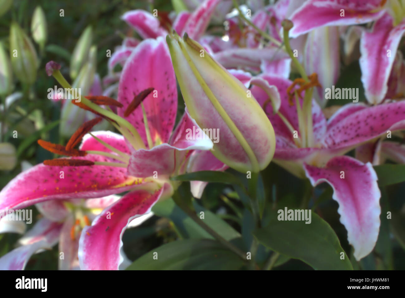 Stargazer buds hi-res stock photography and images - Alamy